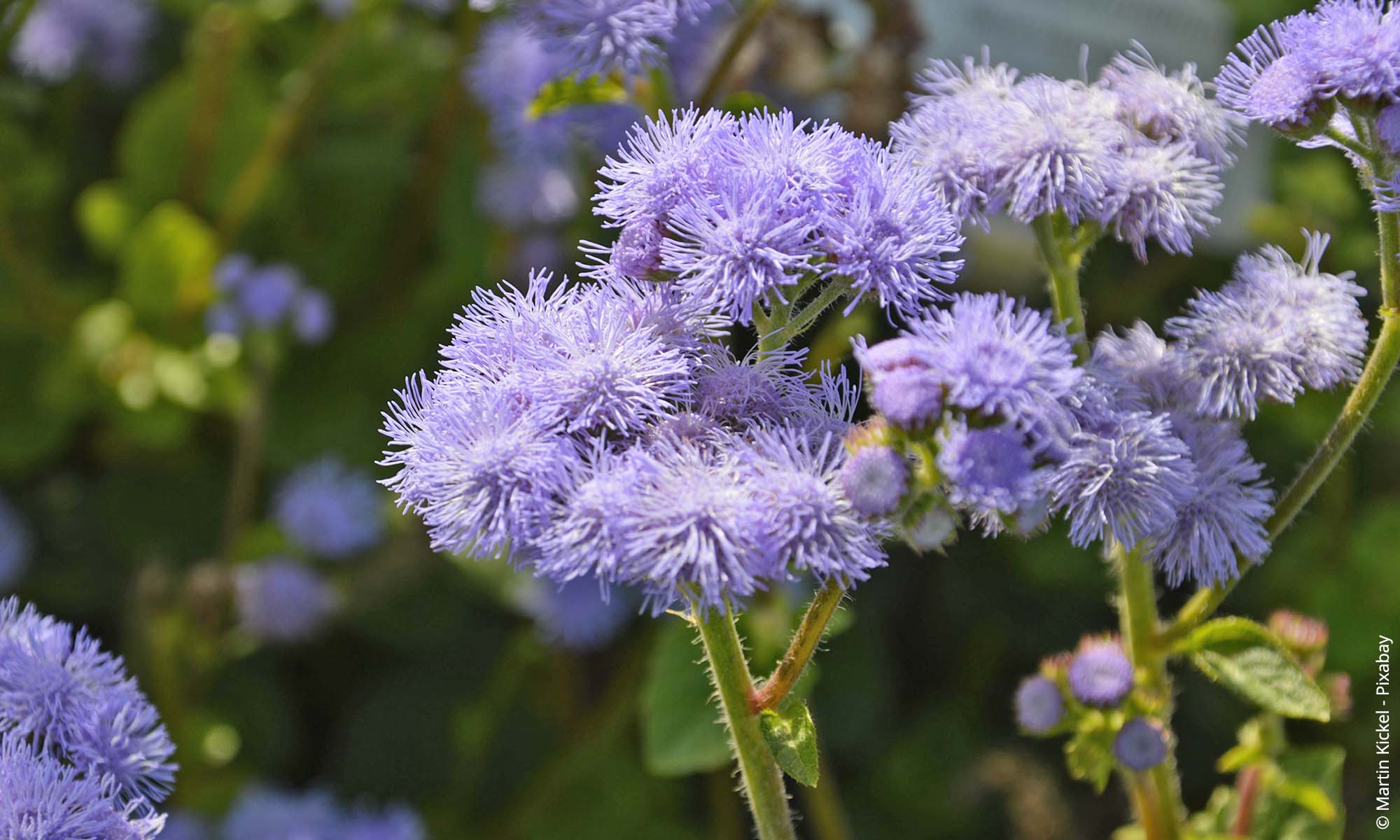 Gewöhnlicher Leberbalsam (Ageratum houstonianum) | Steckbrief